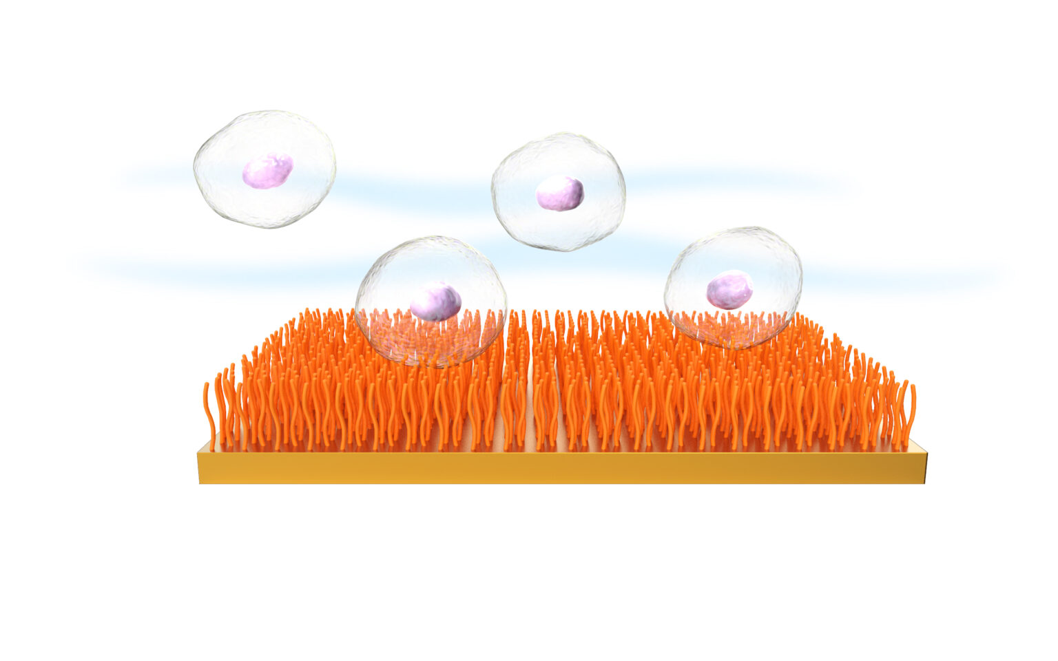 Live cell research with MP-SPR | BioNavis